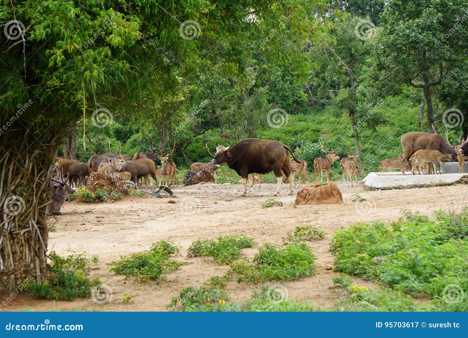 Group of wild animals stock image. Image of animals, wild - 95703617