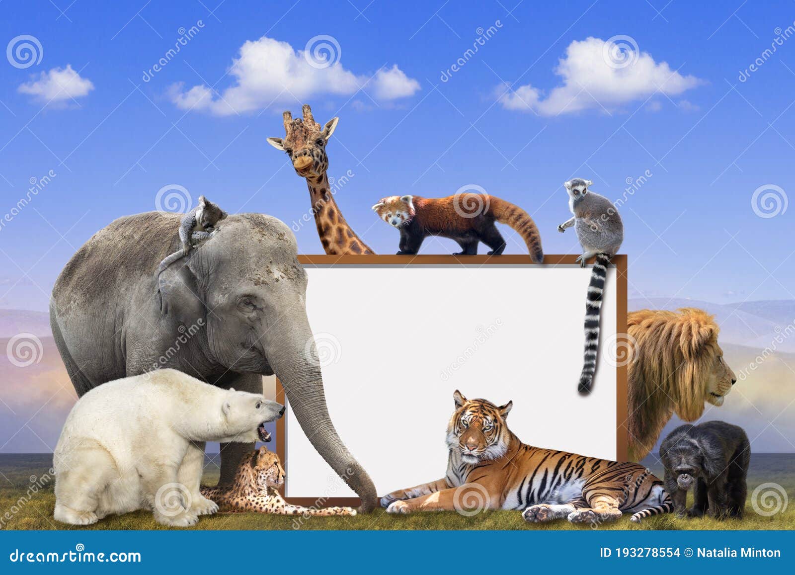Group of Wild Animals Photo Frame Stock Photo - Image of blank, panda ...