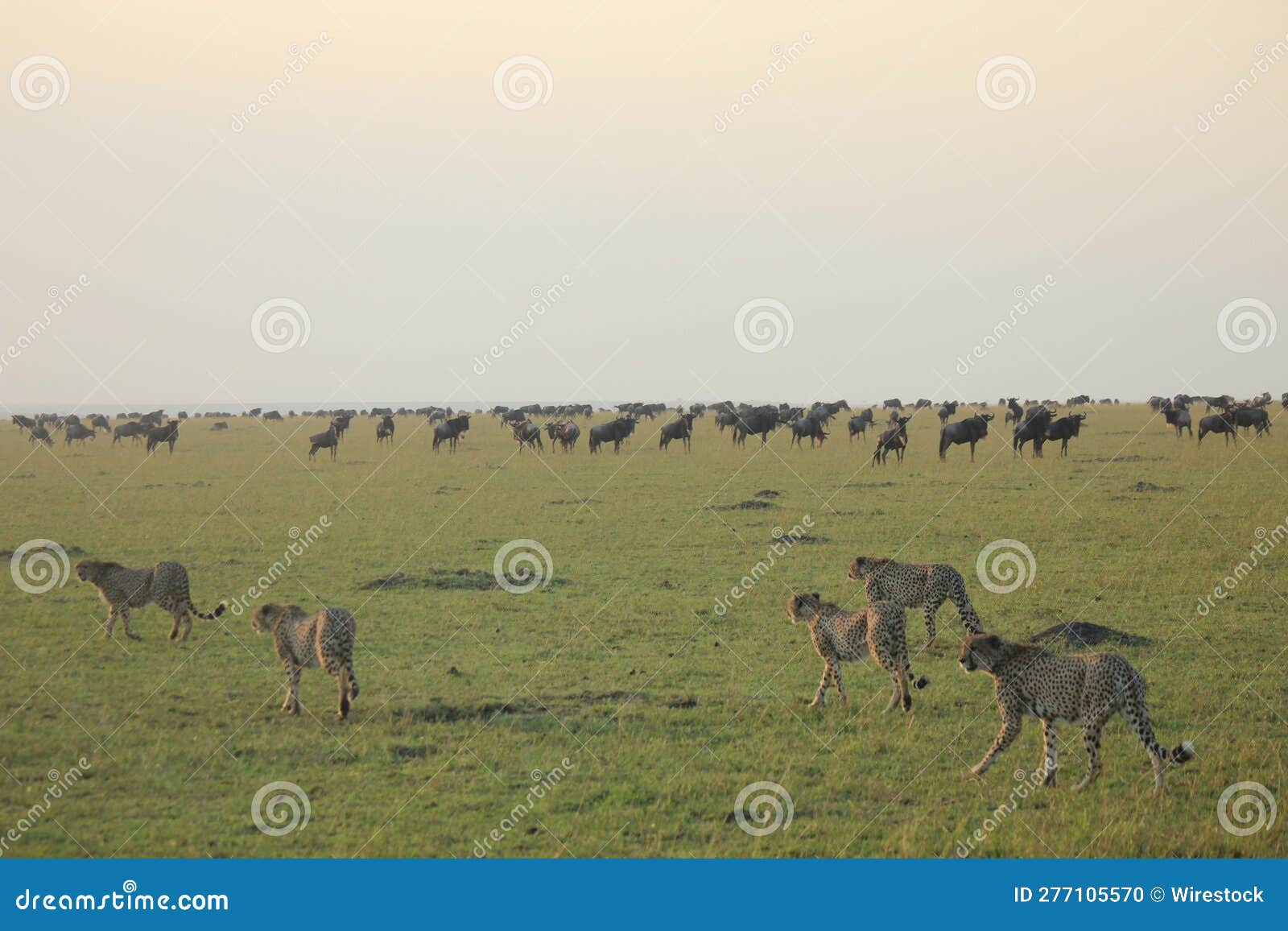 Group of Wild Animals on a Wide Open Grassy Plain, Exploring the ...