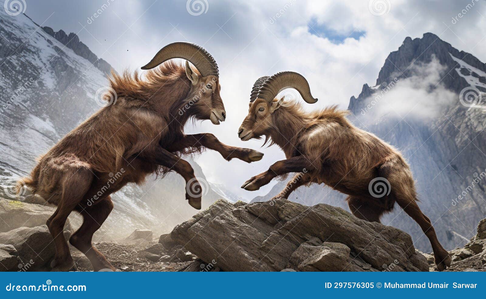 Argali Mountain Sheep Head Doodle Art Cartoon Vector | CartoonDealer ...