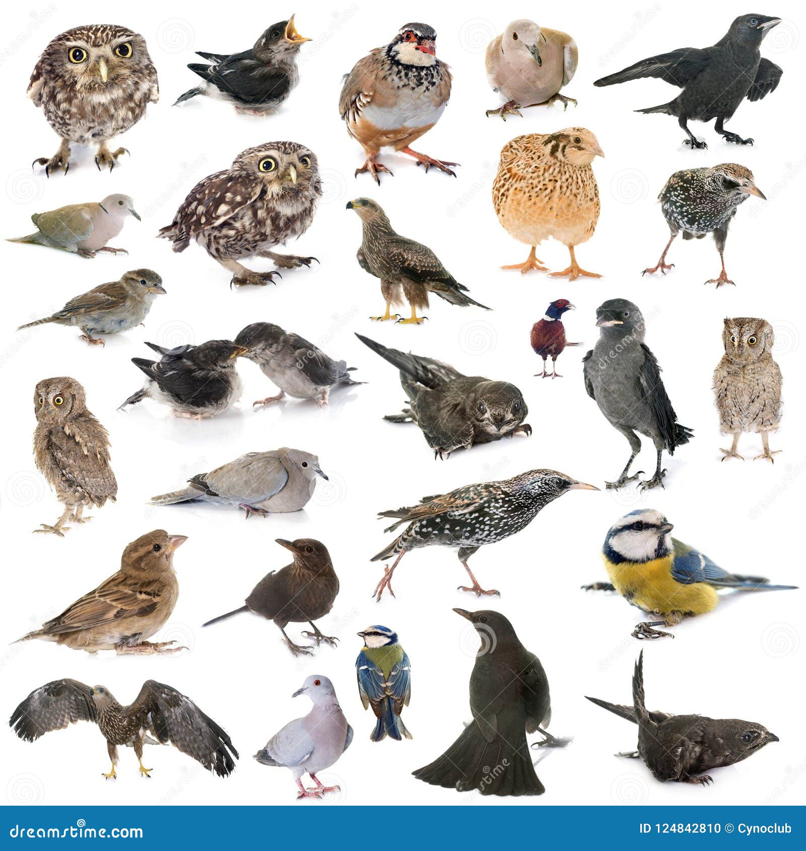 Group of wild birds stock photo. Image of dove, buzzard - 124842810