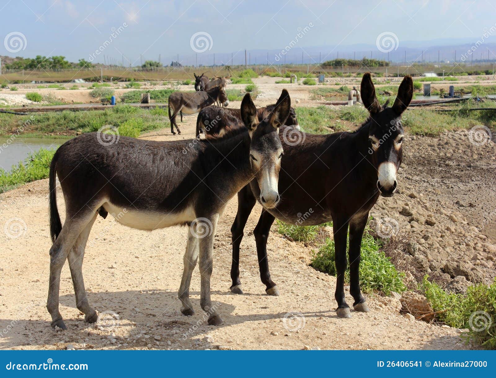 Group of wild burros stock image. Image of mammal, group - 26406541
