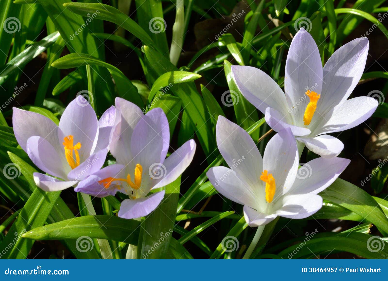 Group of wild Crocuses stock image. Image of flowers - 38464957