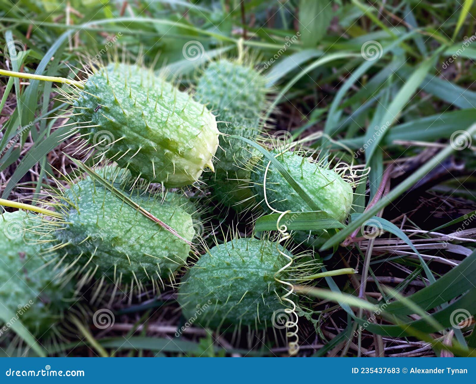 A Group of Wild Cucumbers on the Grass Stock Image - Image of ...