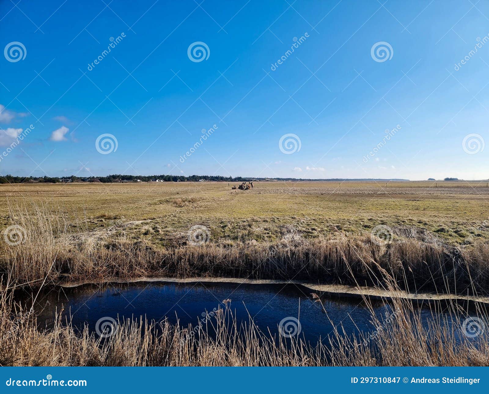 Deers in Denmark stock image. Image of animal, field - 297310847