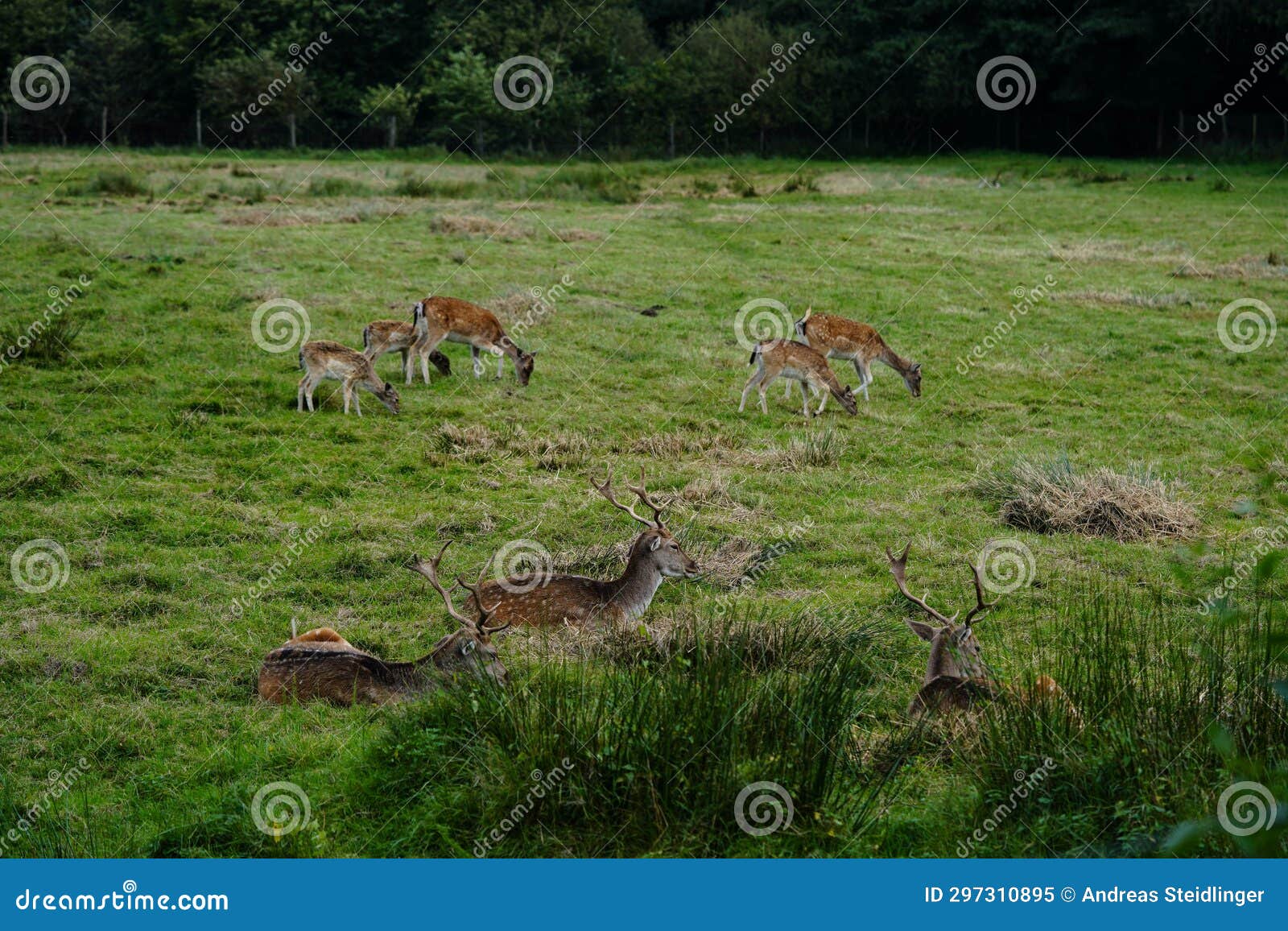 Deers in Denmark stock image. Image of field, beauty - 297310895