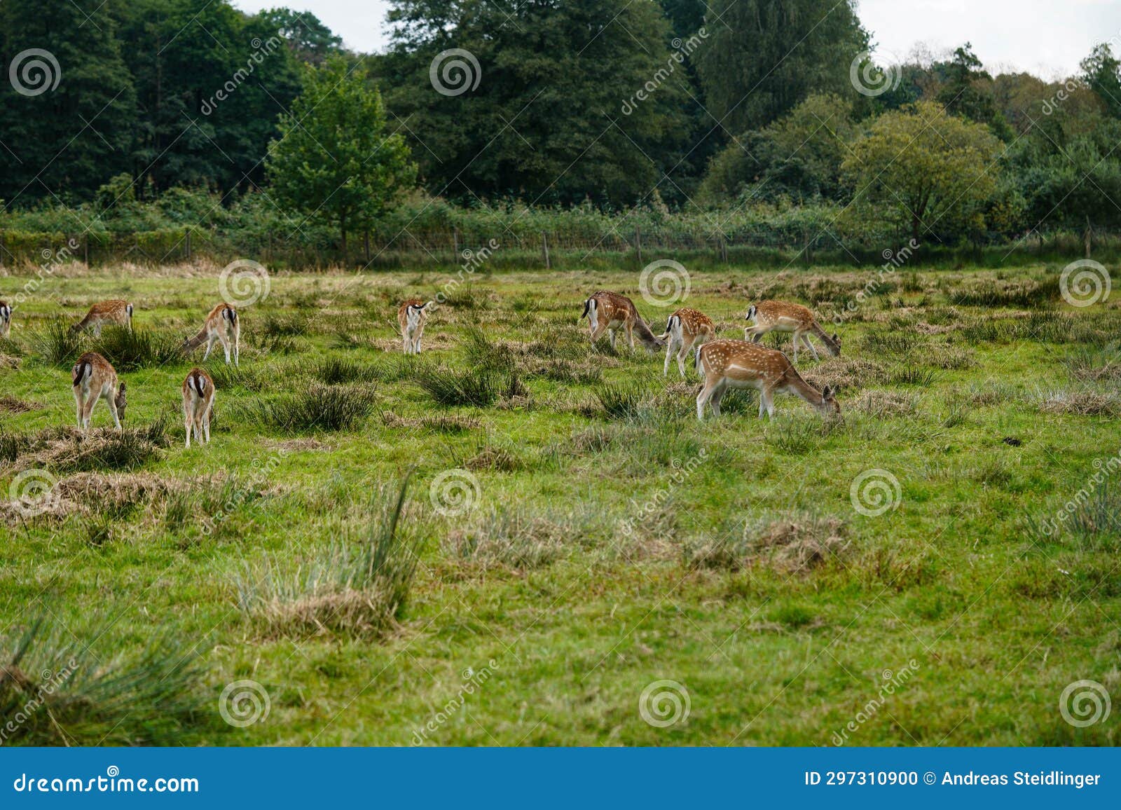 Deers in Denmark stock photo. Image of field, park, fauna - 297310900