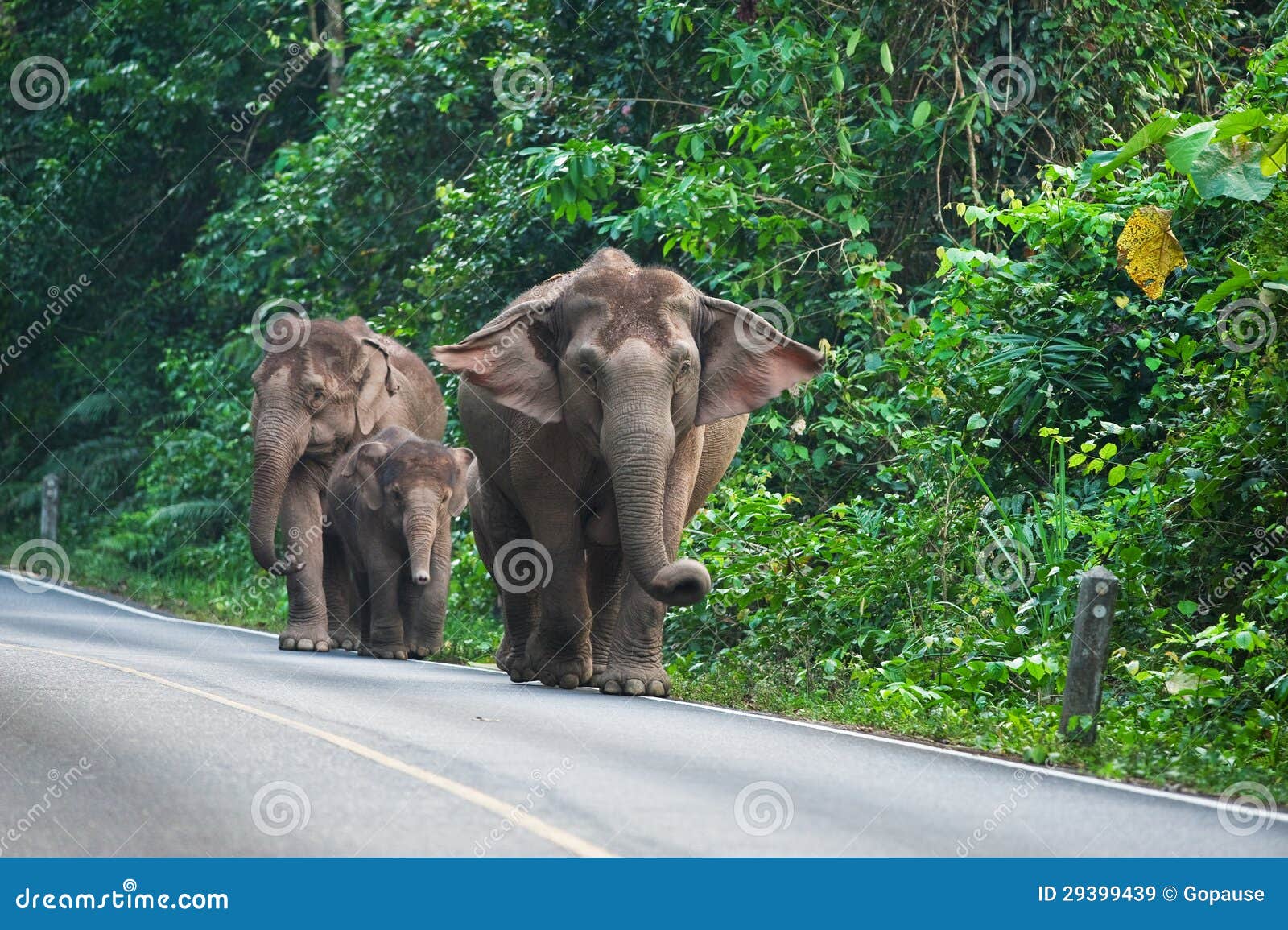 Group of wild elephant stock image. Image of gigantic - 29399439