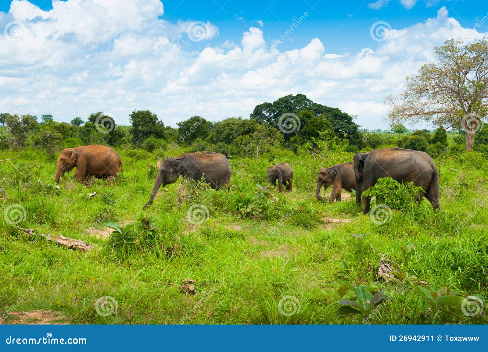 Group of wild elephants stock image. Image of huge, mammal - 26942911