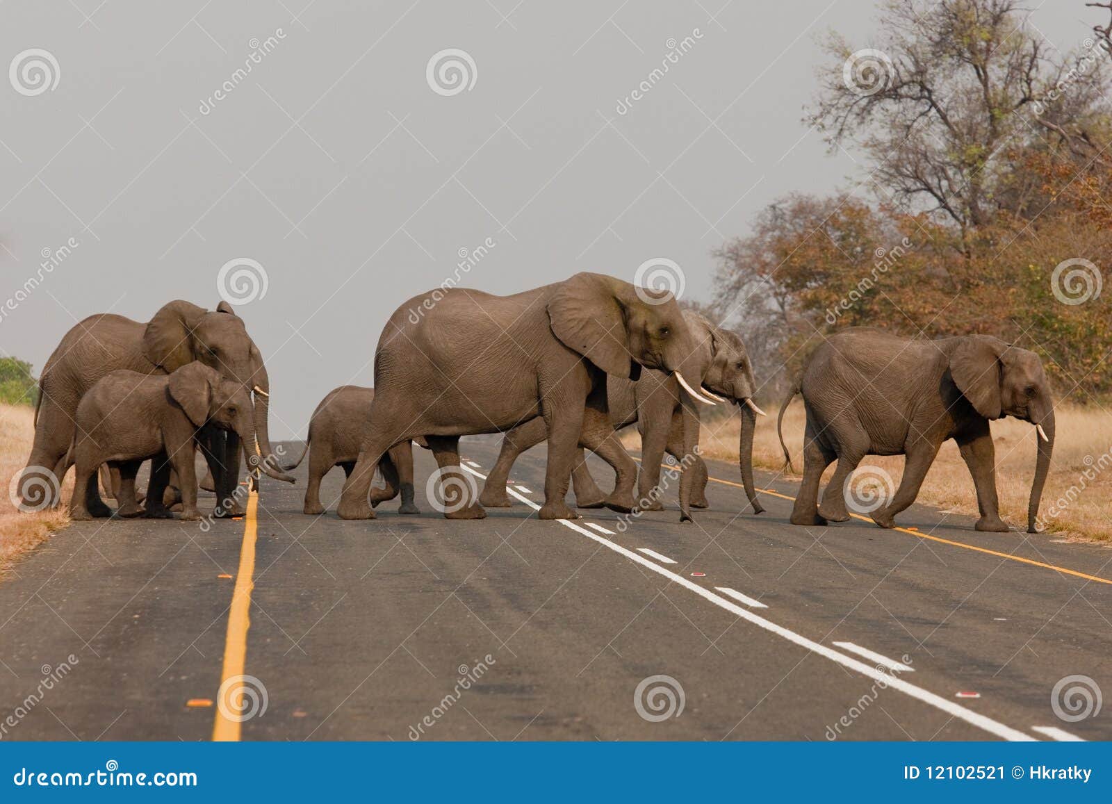 Group of Wild Elephants in Southern Africa. Stock Image - Image of ...