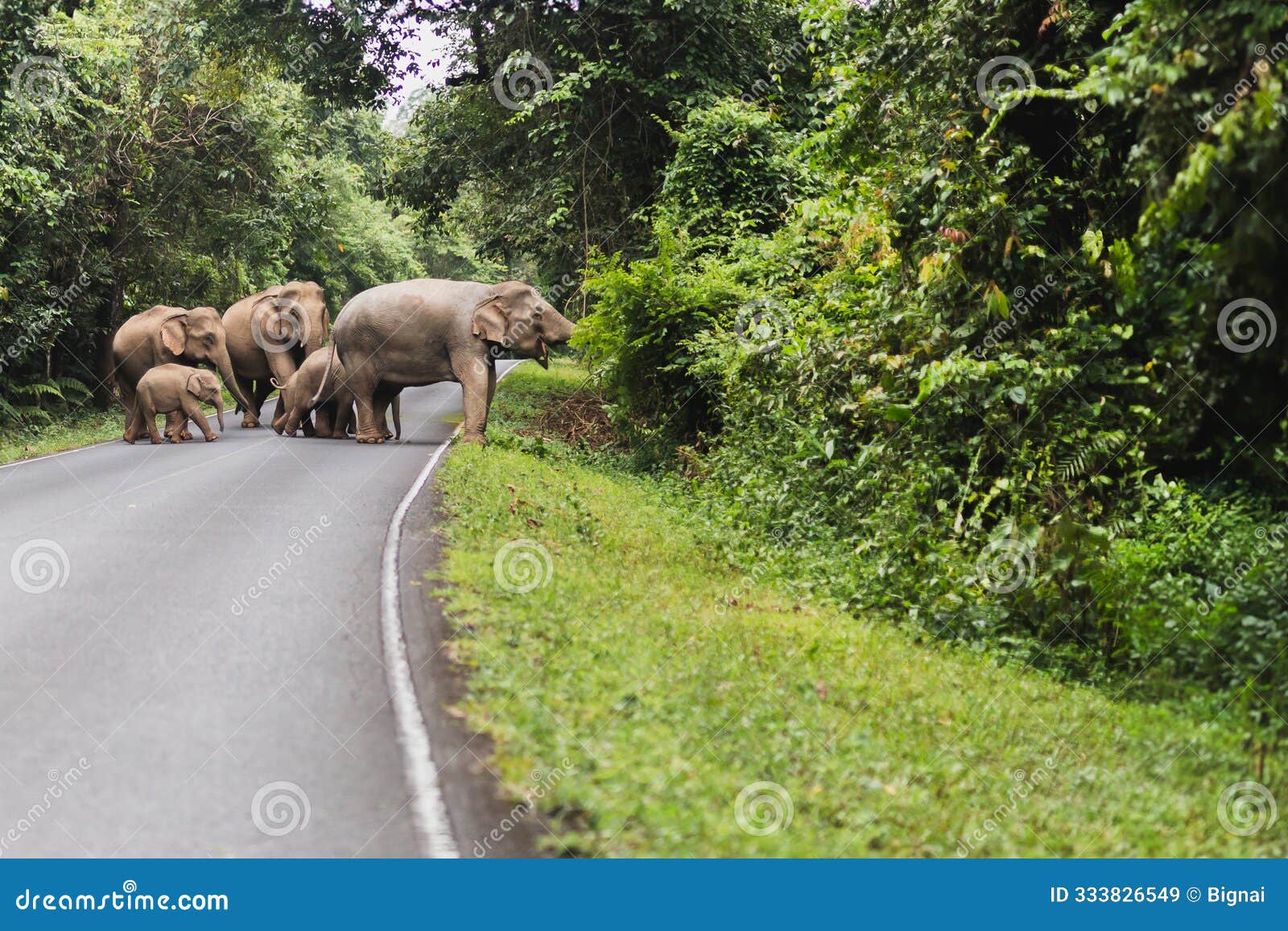 Group of Wild Elephants Walking Across the Road National Park. Stock ...