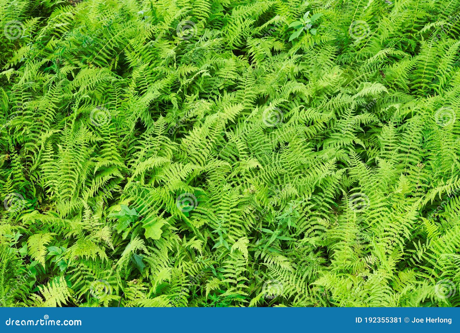 A Group of Wild Ferns Growing in the Woods. Stock Image - Image of ...