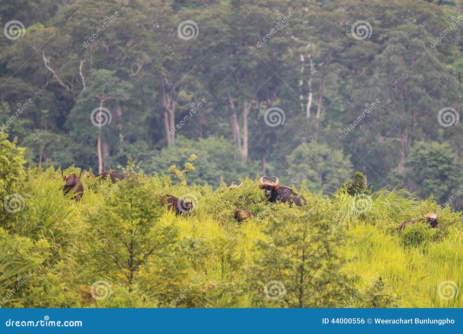 A Group of Wild Gaur Eating Grass in the Forest Stock Photo - Image of ...