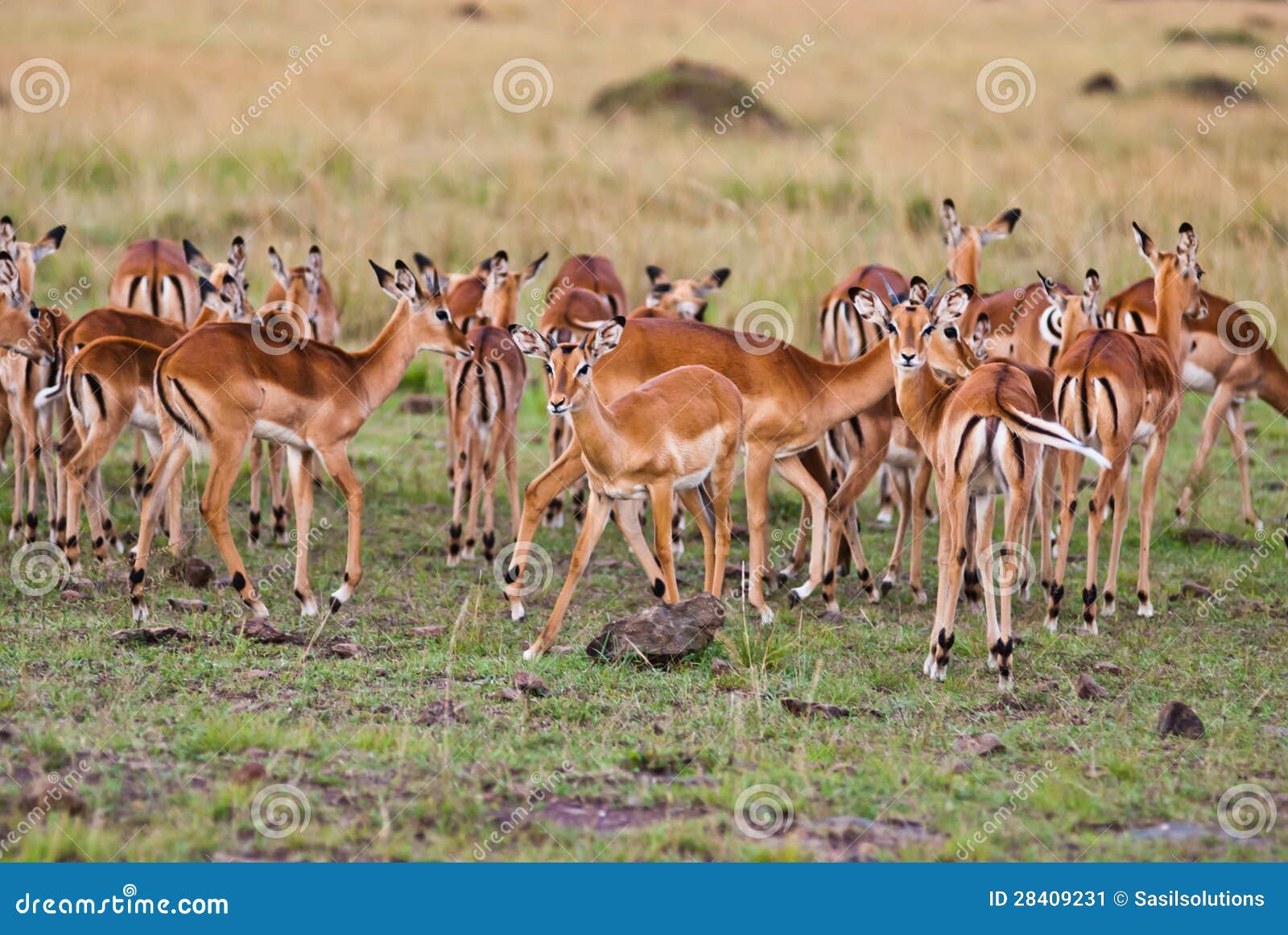 Group of wild gazelle stock image. Image of national - 28409231
