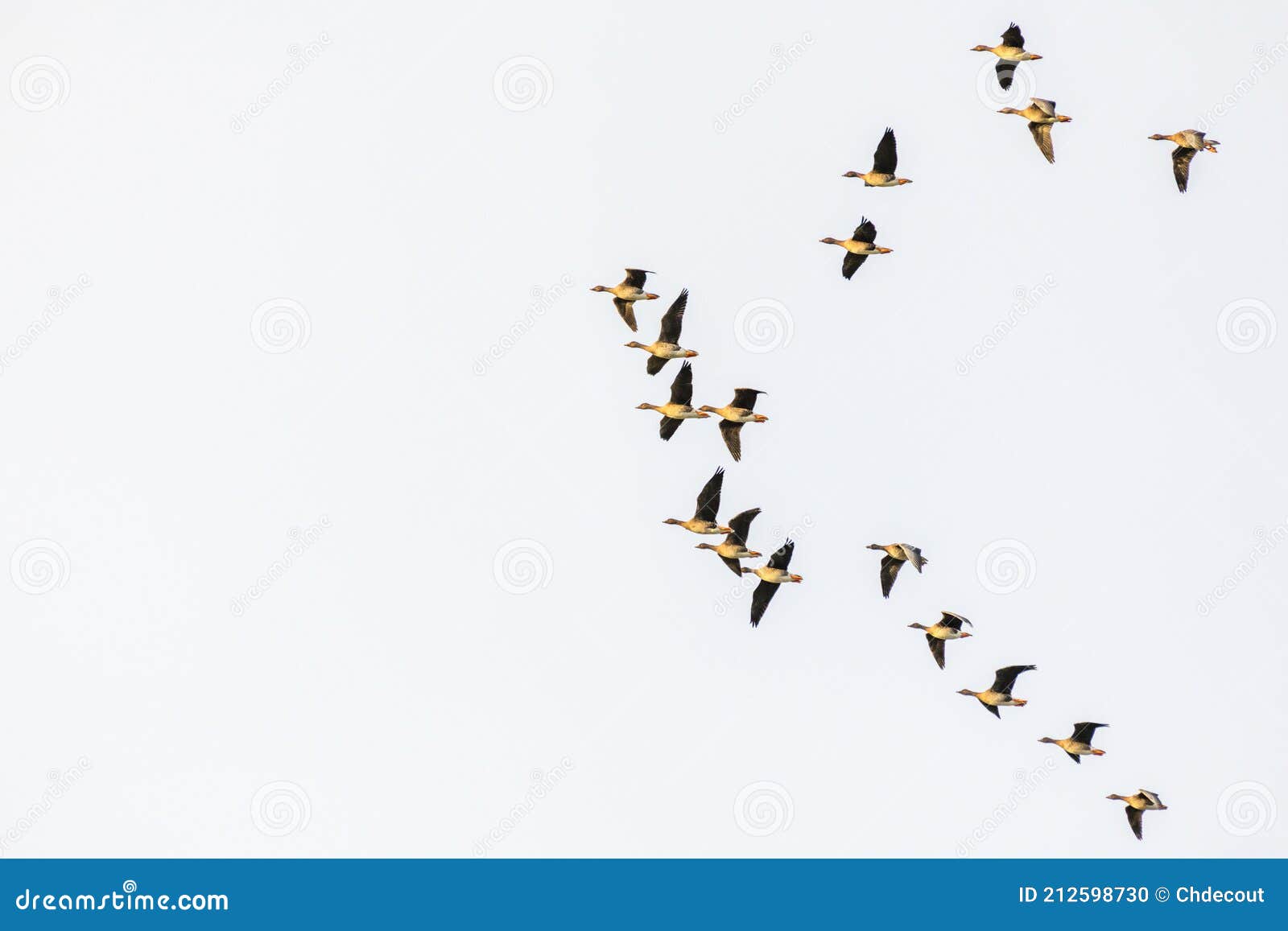 Group of Wild Geese in Flight Over the Plain Stock Photo - Image of ...