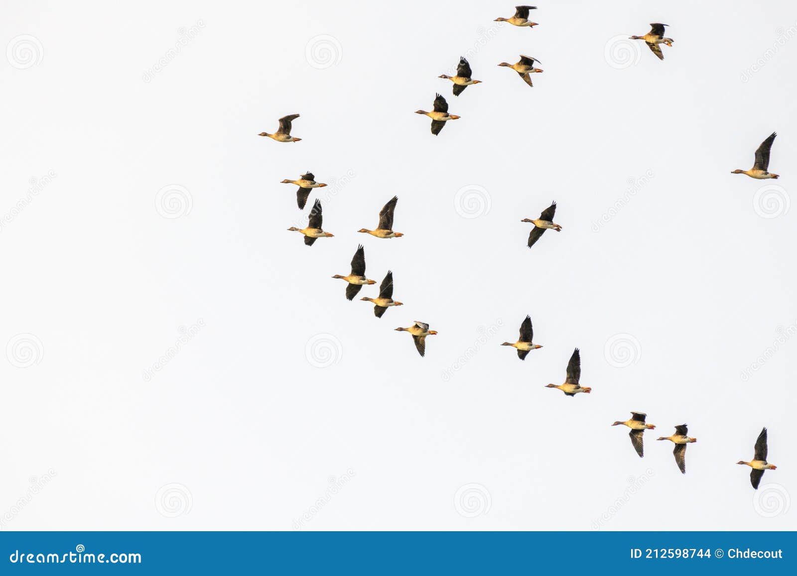 Group of Wild Geese in Flight Over the Plain Stock Photo - Image of ...