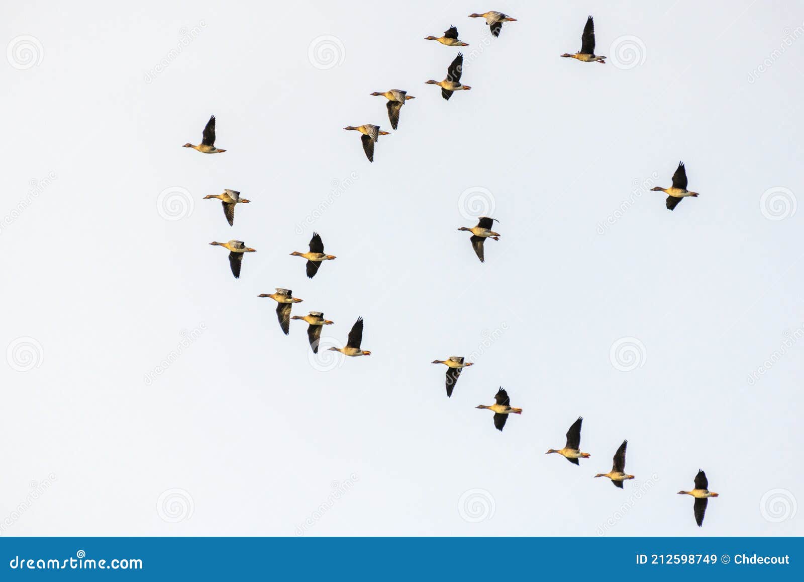 Group of Wild Geese in Flight Over the Plain Stock Image - Image of ...