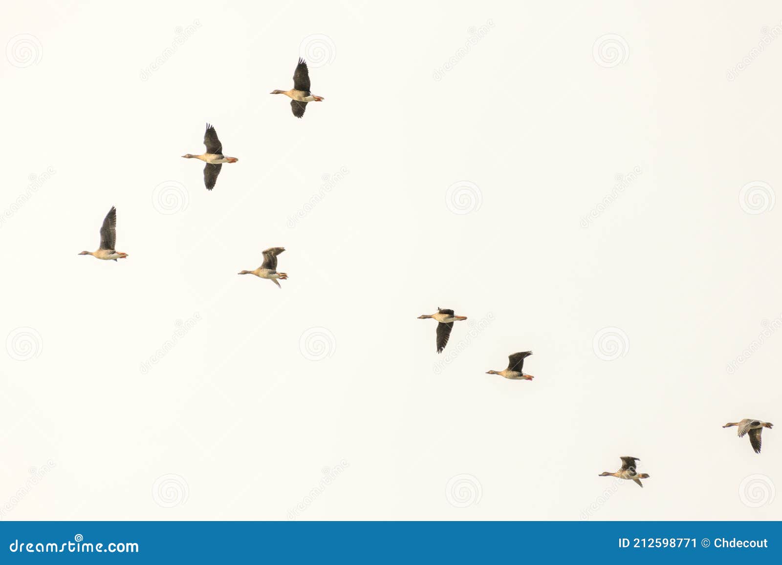 Group of Wild Geese in Flight Over the Plain Stock Image - Image of ...