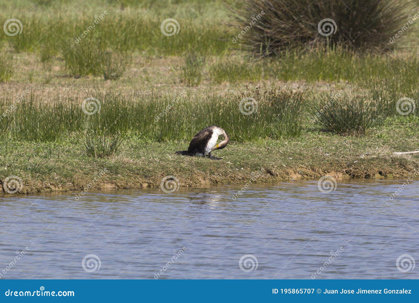 A Wild Goose in Its Habitat Stock Image - Image of wildlife, flight ...