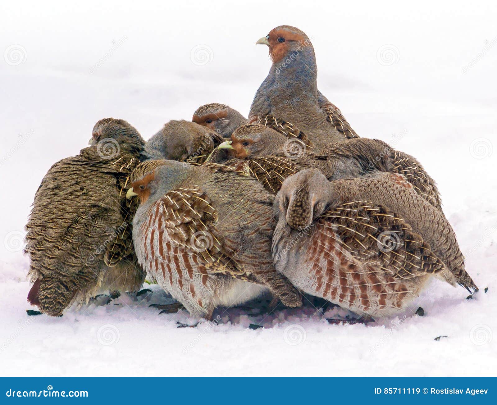 Group of Wild Grey Partridges Stock Image - Image of mountain, feeding ...