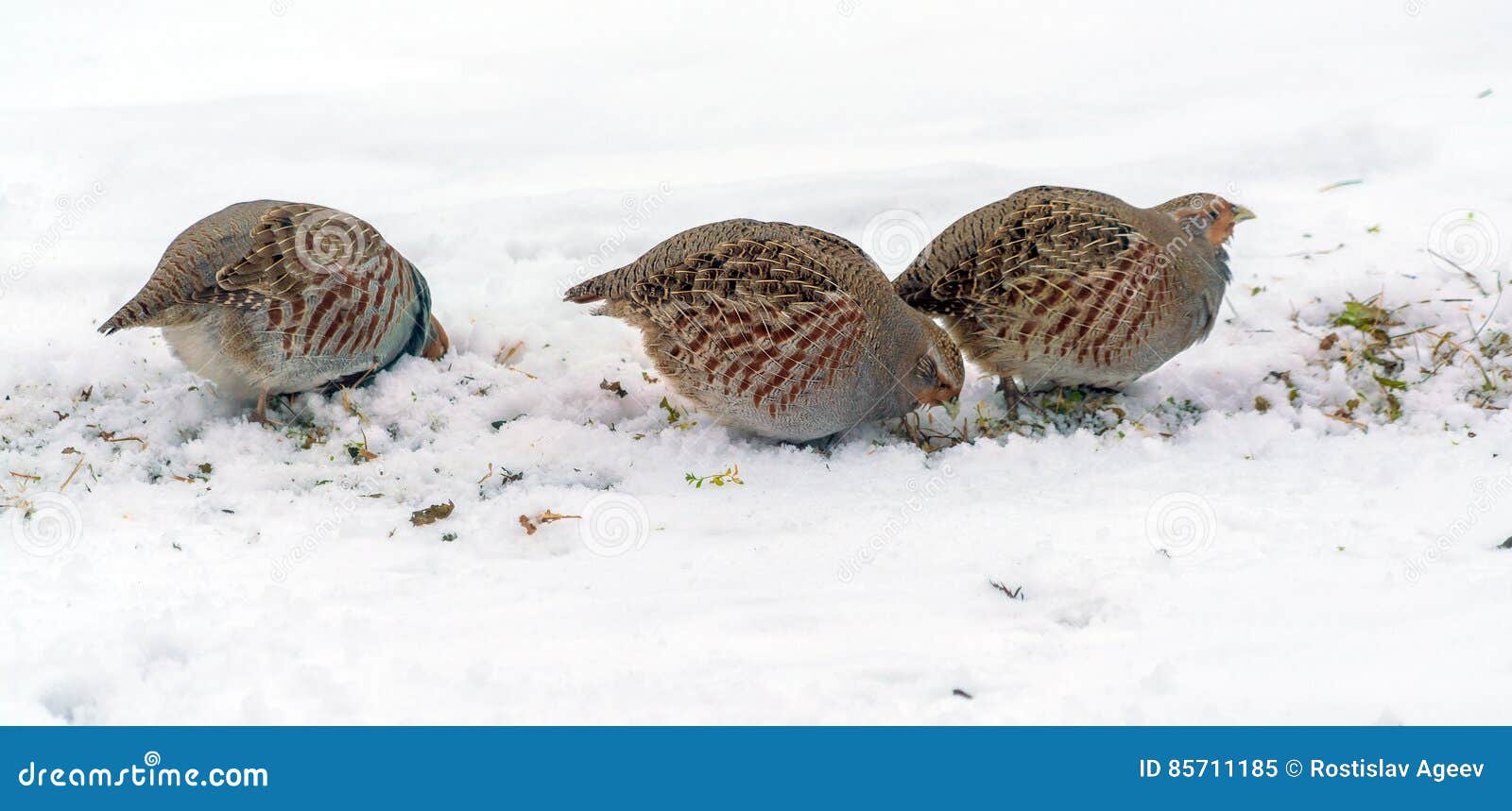 Group of Wild Grey Partridges Stock Image - Image of europe, animal ...