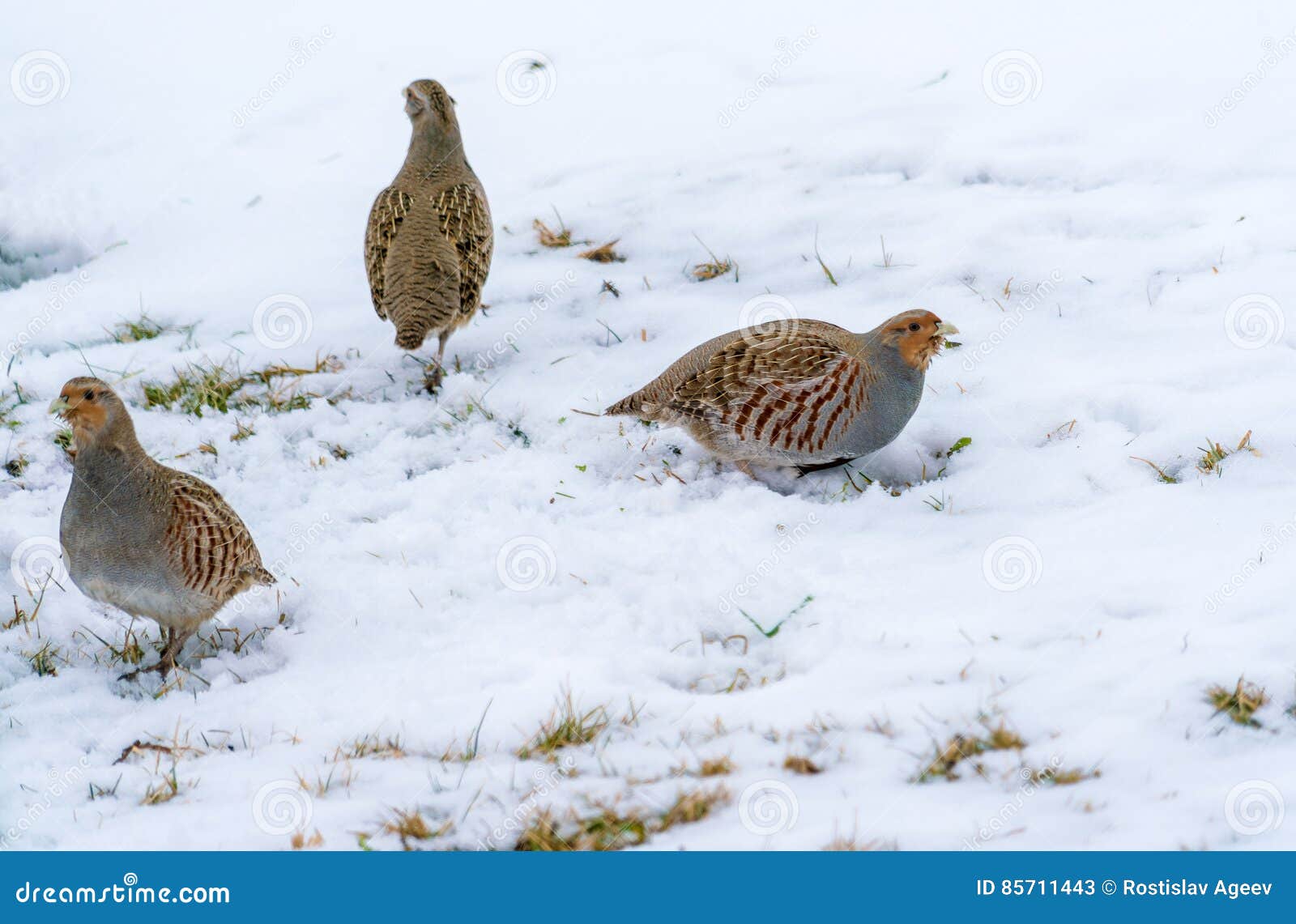 Group of Wild Grey Partridges Stock Image - Image of food, gray: 85711443
