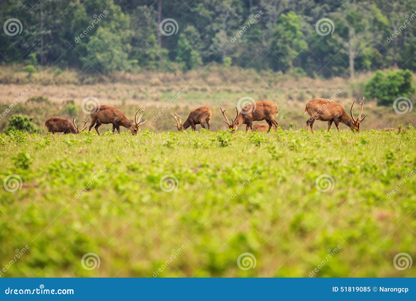Group of Wild Hog Deer Eating Grass Stock Image - Image of antlers ...