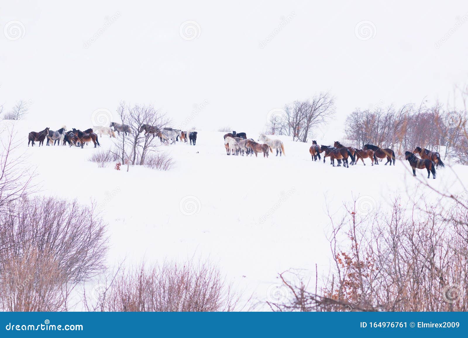 Group of Wild Horses Playing in Winter Snow Stock Image - Image of ...