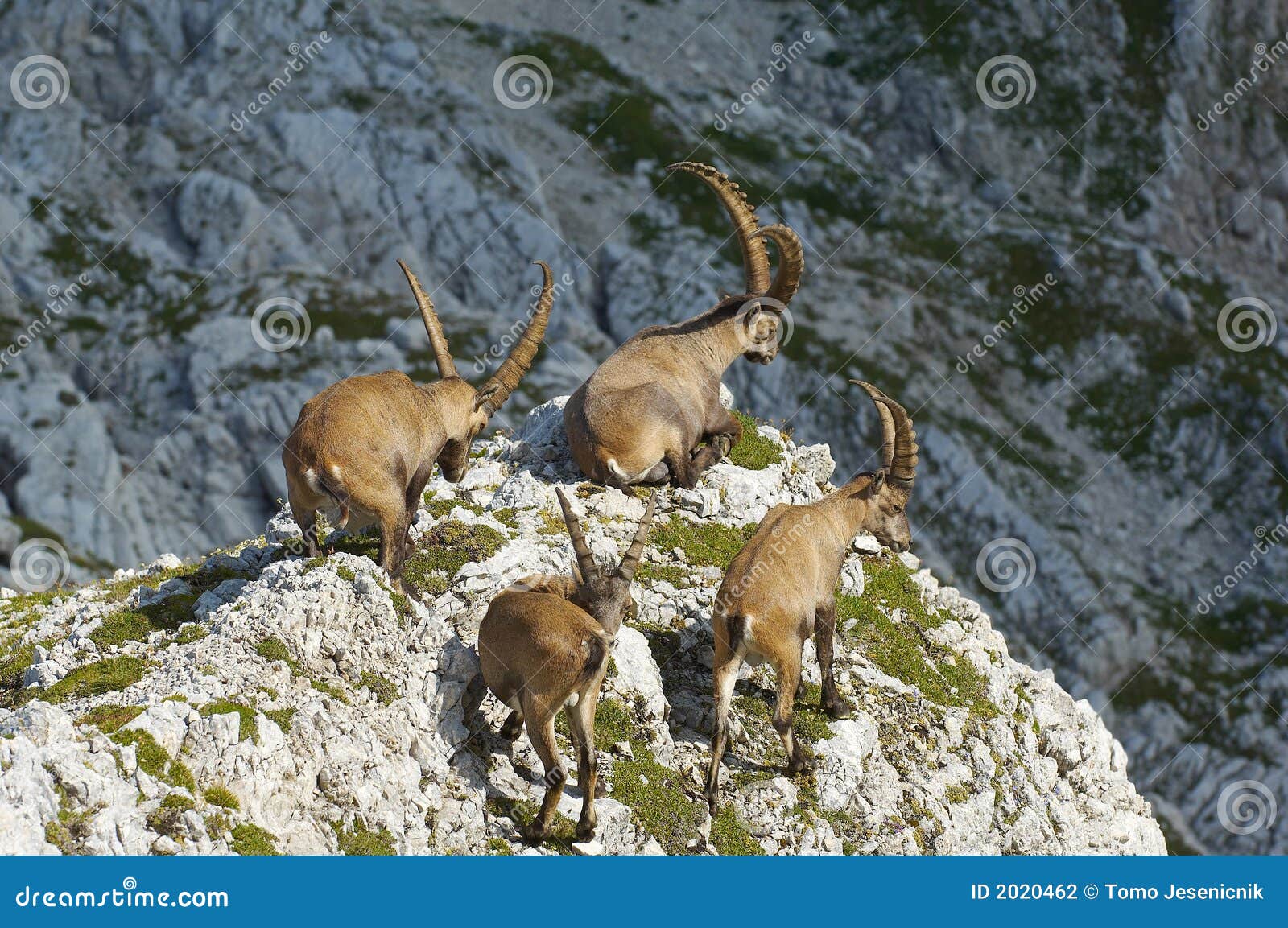 Group of Wild Ibex in Julian Alps in Slovenia Stock Photo - Image of ...