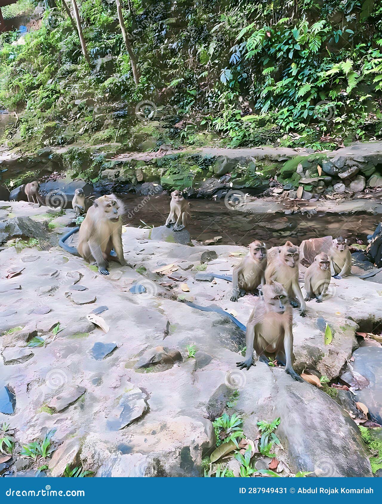 Cool Monkeys Standing Upright Showing Chest Royalty-Free Stock ...