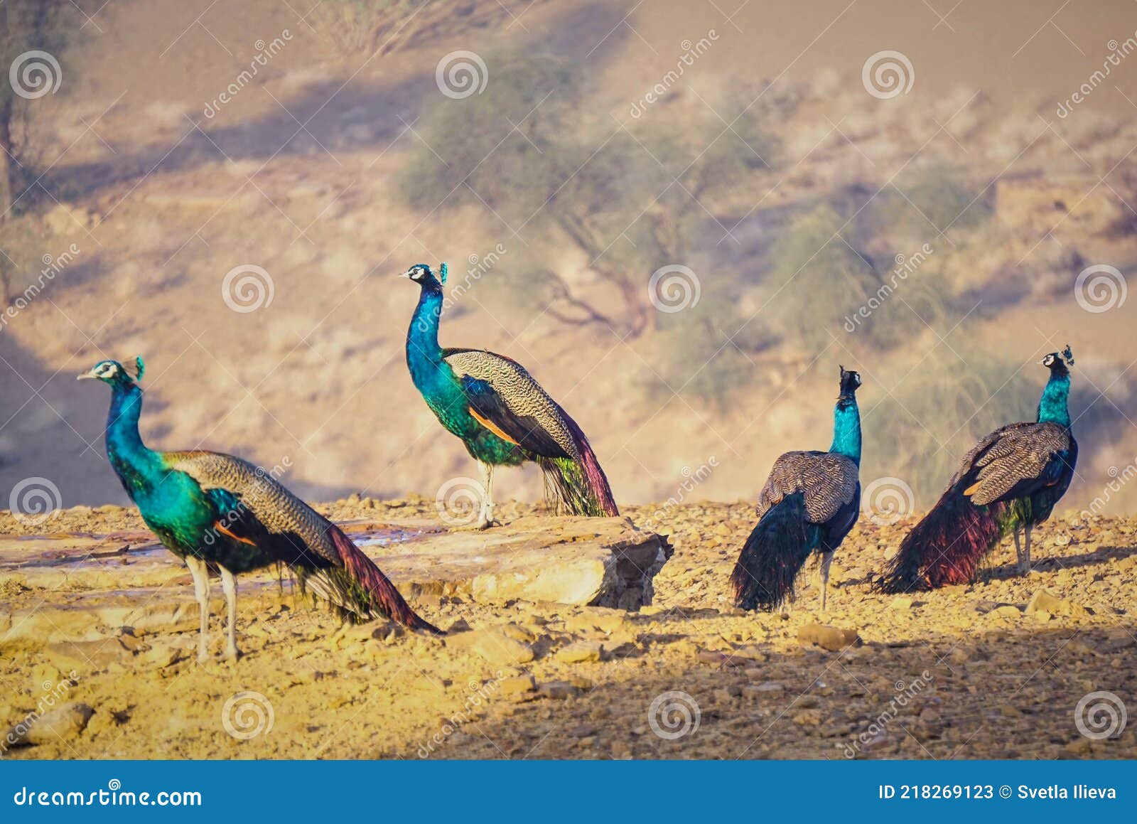 A Group Of Wild Peacocks Stock Image Image Of Desert 218269123