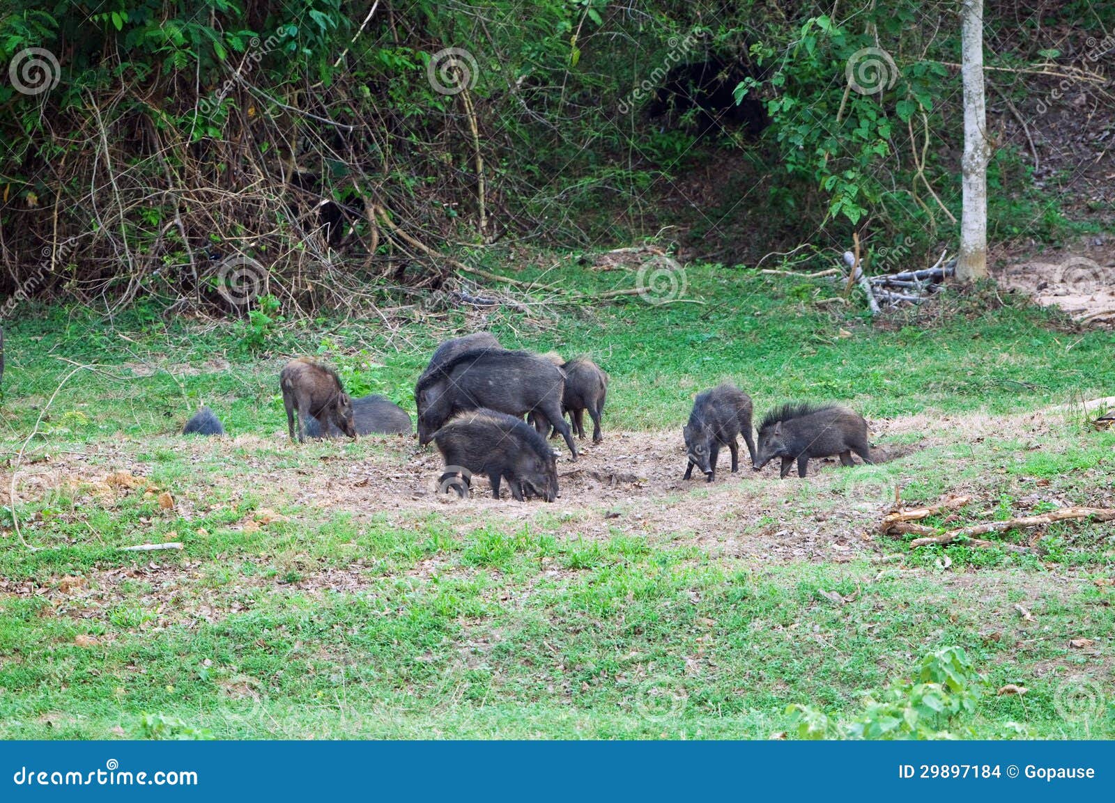 Group of wild pig stock photo. Image of brown, fell, head - 29897184