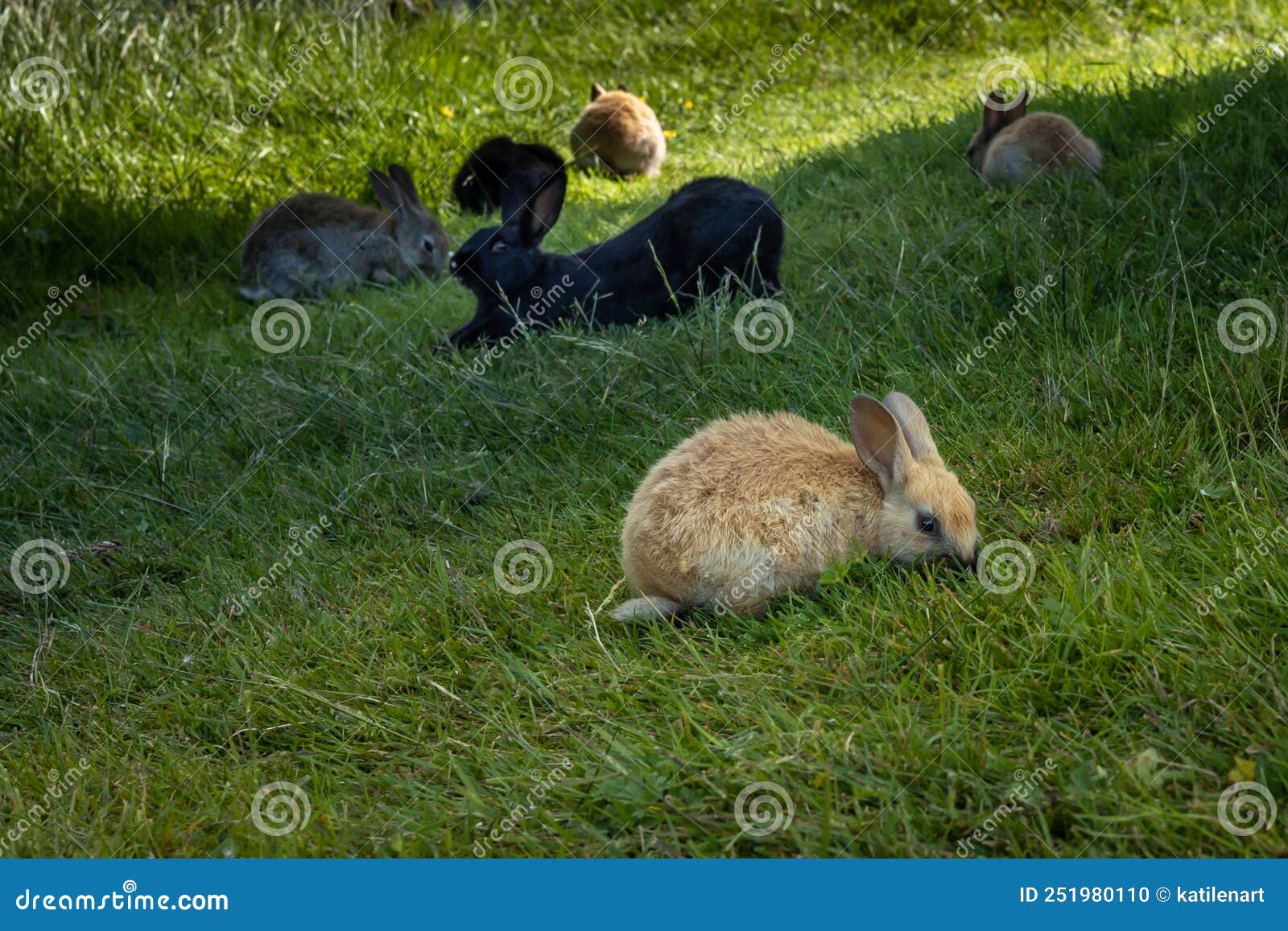Wild Rabbits Grazing Stock Photos - Free & Royalty-Free Stock Photos ...