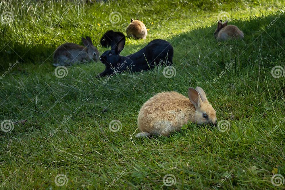Wild Rabbits Grazing on Grass in the Park. Stock Photo - Image of ...
