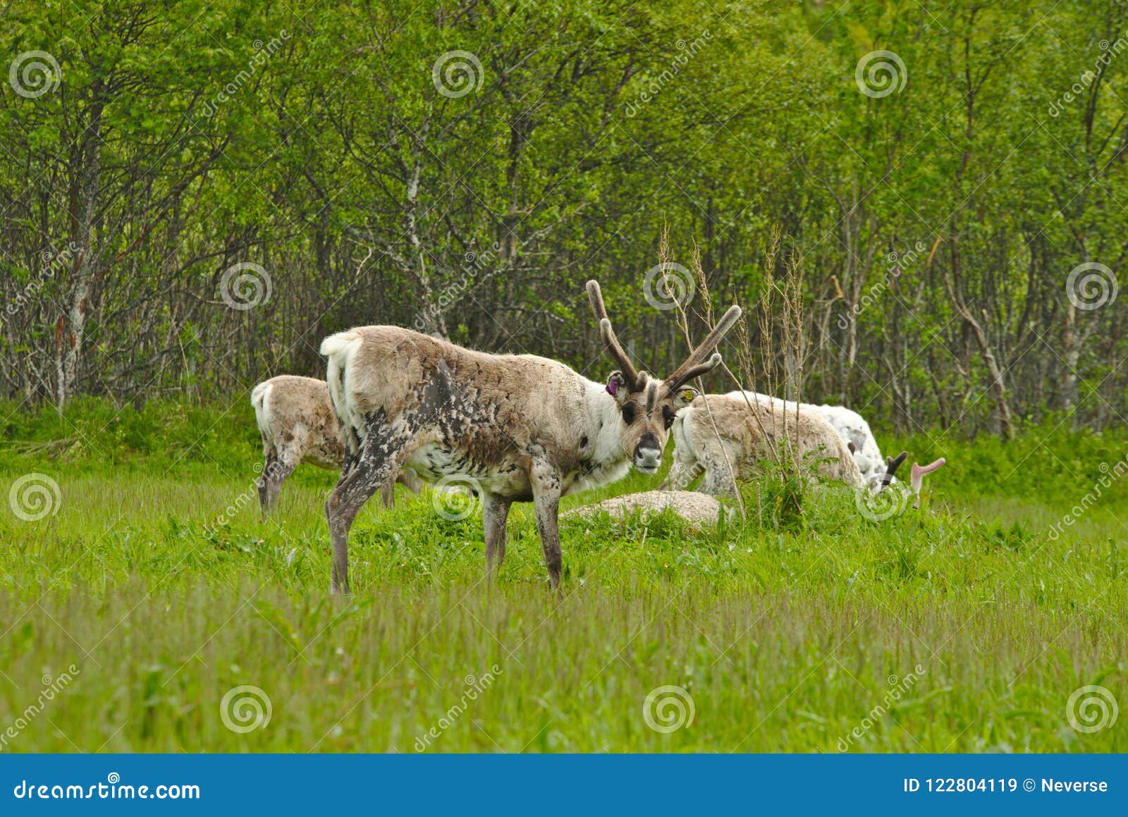 Wild Reindeer in Norway during Summer Time Stock Image - Image of horn ...