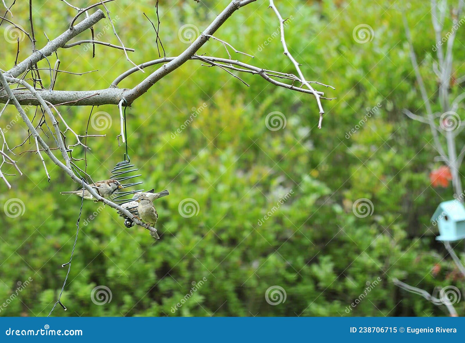 Group of Wild Sparrows Feeding on a Fat Ball Hanging from a Tree Stock ...