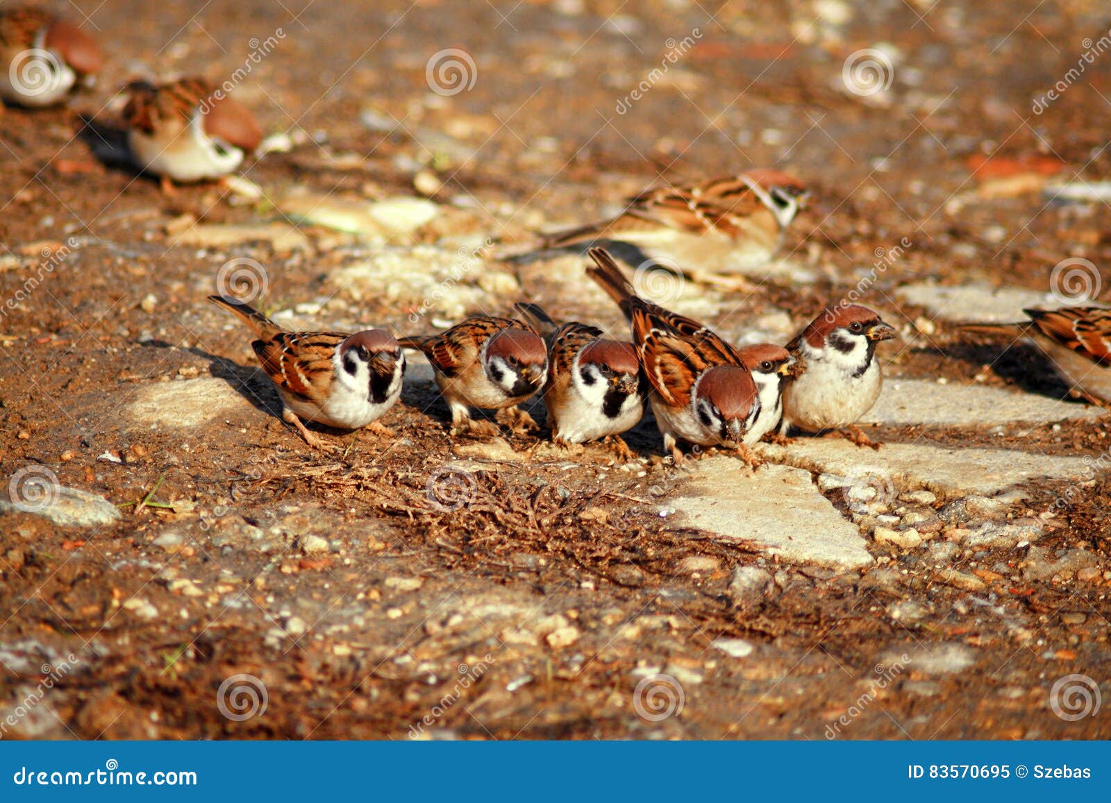Group of Wild Sparrows stock image. Image of birds, wild - 83570695