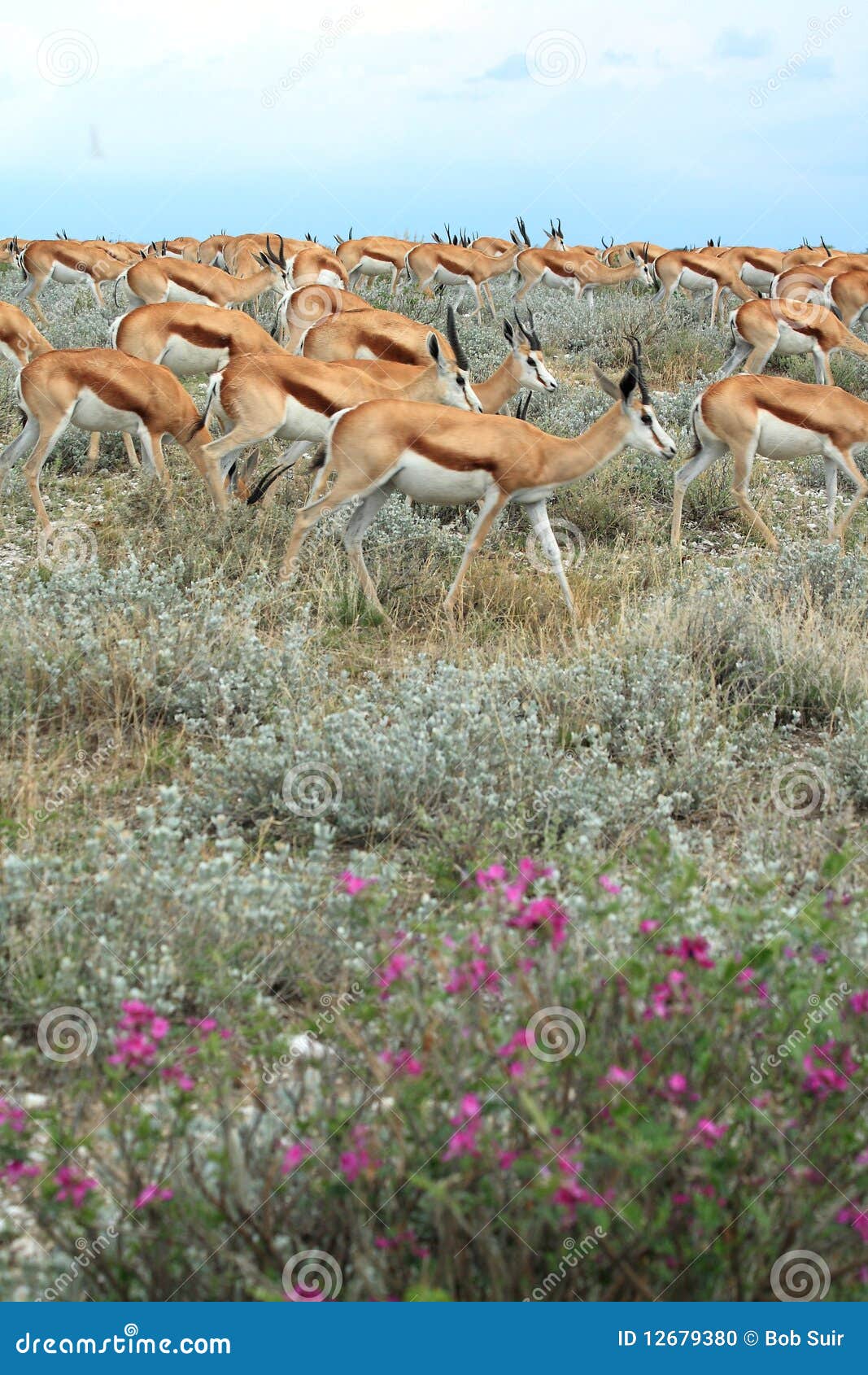 Group of Wild Springbok Gazelles Stock Photo - Image of africa, animal ...