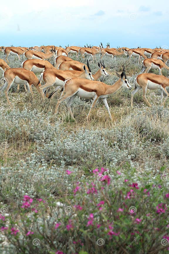 Group of Wild Springbok Gazelles Stock Photo - Image of africa, animal ...
