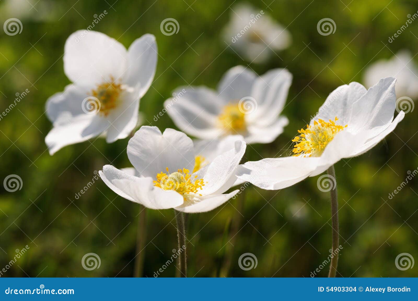 Group of Wild White Anemones in Meadow Stock Photo - Image of closeup ...