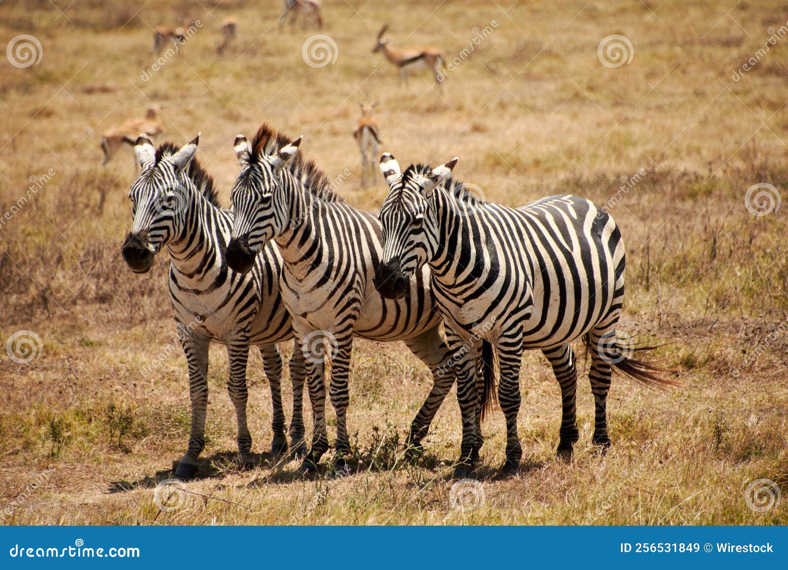 Group of Wild Zebras Grazing on a Safari Field Stock Image - Image of ...