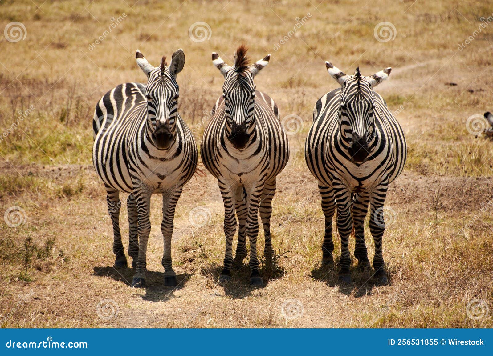 Group of Wild Zebras Grazing on a Safari Field Stock Image - Image of ...