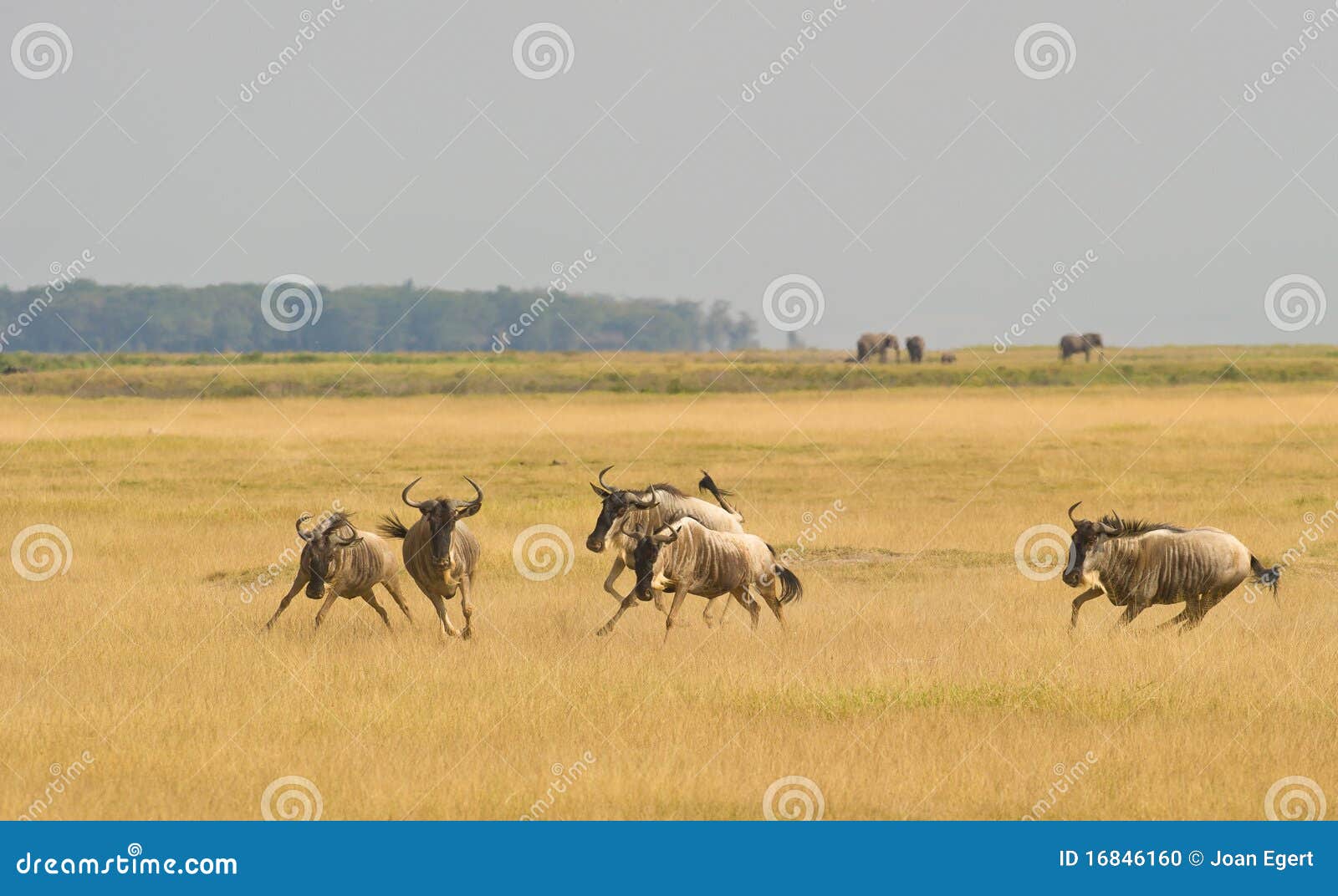 Wildebeest Are Following Each Other In The Savannah. Great Migration ...