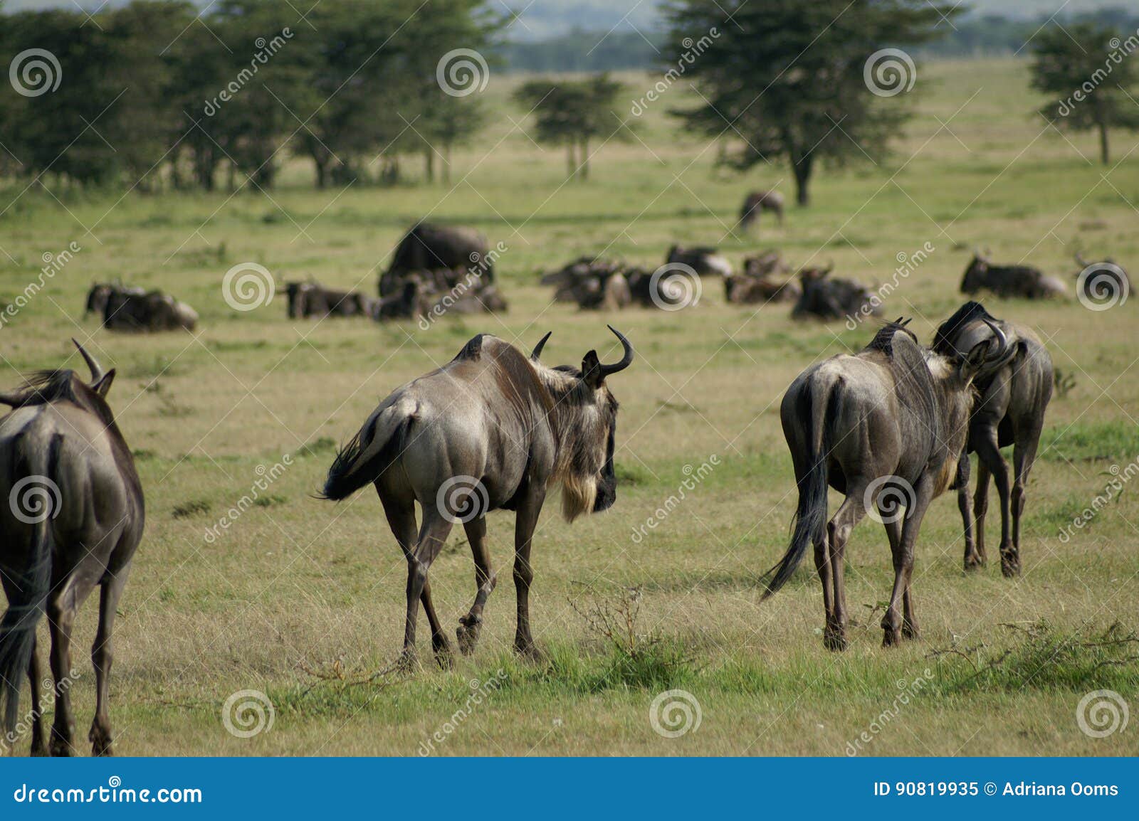 Group Of Wildebeest Seeking Shade In Kruger National Park Royalty-Free ...