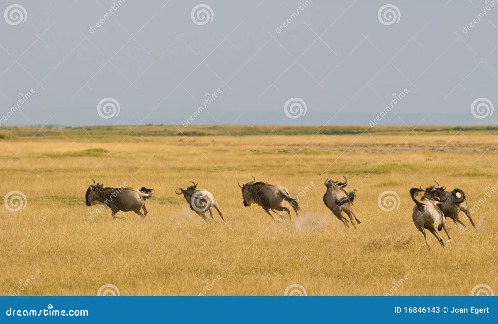 A Group Of Wildebeest Speeding Up. Stock Image - Image of group, life ...