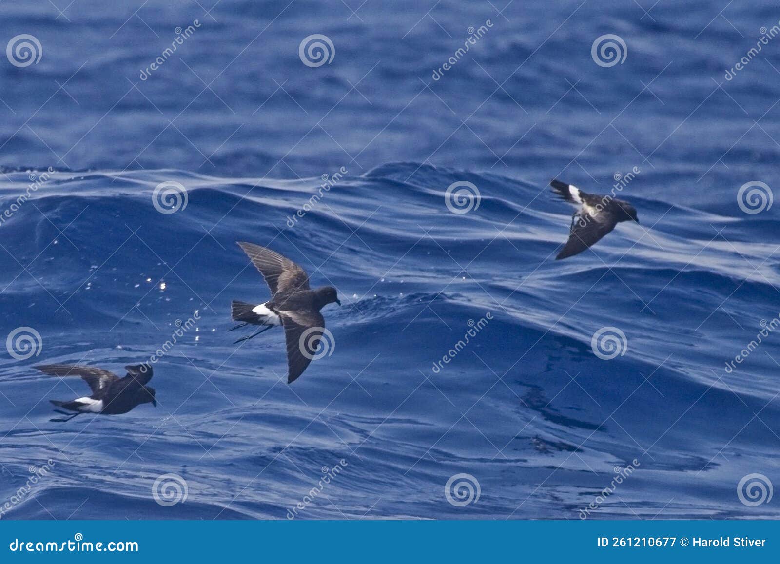 Group of Wilson`s Storm-Petrel, Oceanites Oceanicus Stock Image - Image ...
