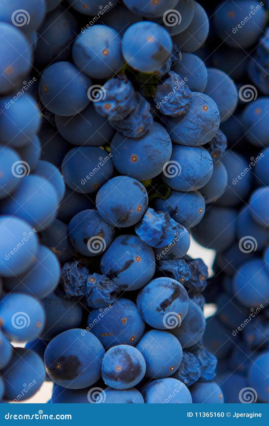 A Group of Wine Grapes at a Vineyard Stock Photo - Image of ripened ...