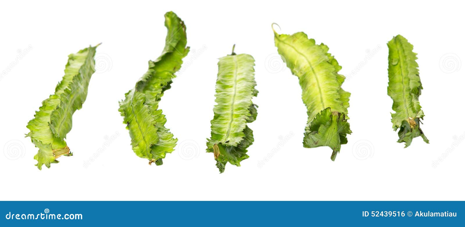 Winged Bean Vegetable I Stock Photos - Free & Royalty-Free Stock Photos ...