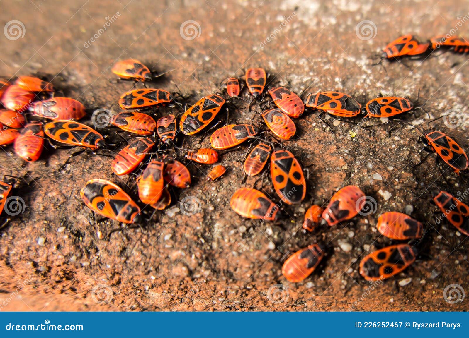 A Group of Wingless Blacksmiths on an Old Wall Basking in the Sun Stock ...