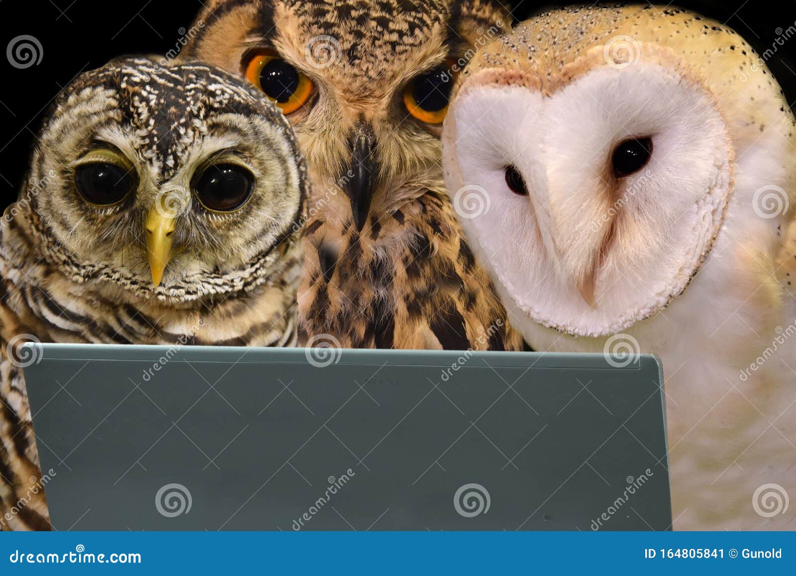 Group of Wise Owls Surfing in Internet Stock Image - Image of internet ...